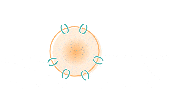 How PHESGO® (pertuzumab / trastuzumab / hyaluronidase-zzfx) works