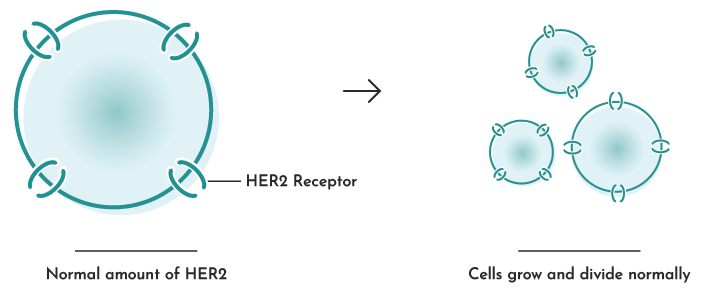 What is HER2-positive Breast Cancer? | PHESGO® (pertuzumab ...