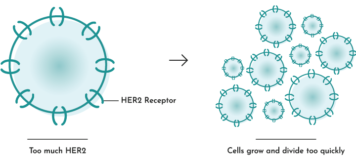 What is HER2-positive Breast Cancer? | PHESGO® (pertuzumab ...