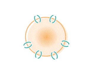 How PHESGO® (pertuzumab / trastuzumab / hyaluronidase-zzfx) works