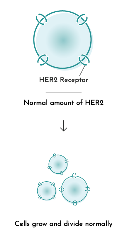 What is HER2-positive Breast Cancer? | PHESGO® (pertuzumab ...